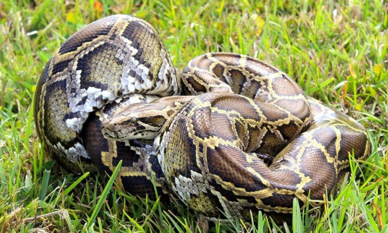 Cientistas tiram um jacaré inteiro da barriga de uma cobra píton